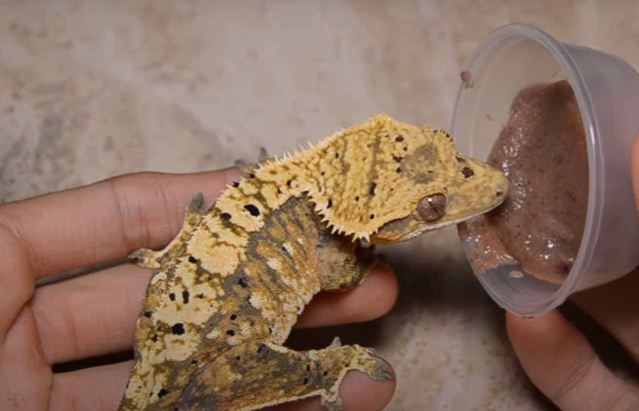 Top 5 Best Crested Gecko Food [February 2025 Review] - ReptileProfy