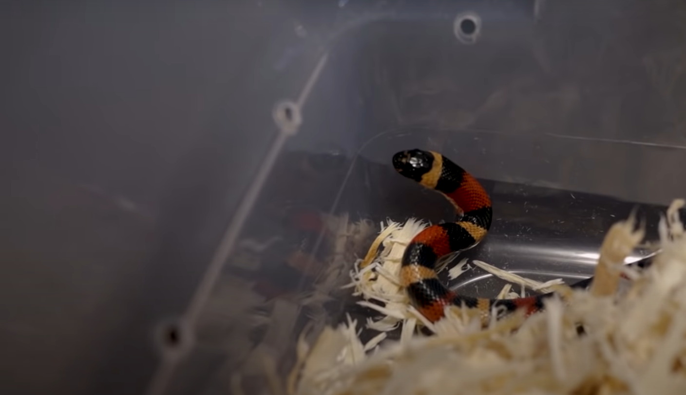 Top 5 Best Snake Racks [February 2025 Review] - ReptileProfy