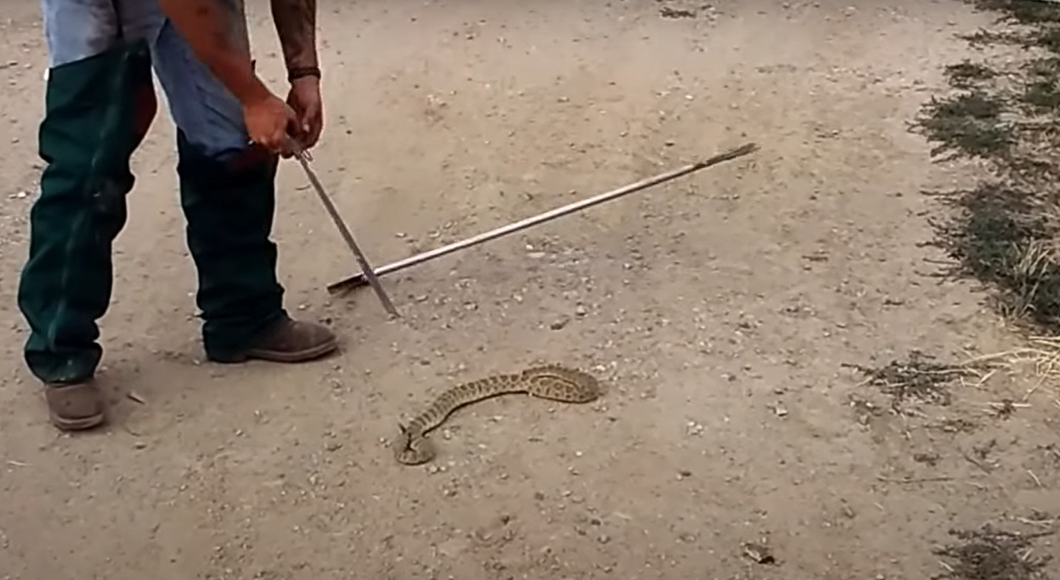 Top 5 Best Snake Tongs [May 2025 Review] - ReptileProfy