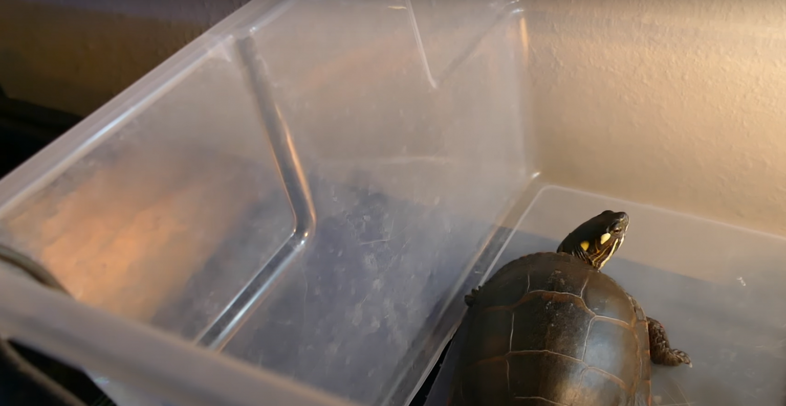 Top 5 Best Turtle Basking Platforms [June 2024 Review] - ReptileProfy