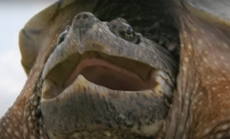 How Fast Does a Turtle Grow? Interesting Facts - ReptileProfy