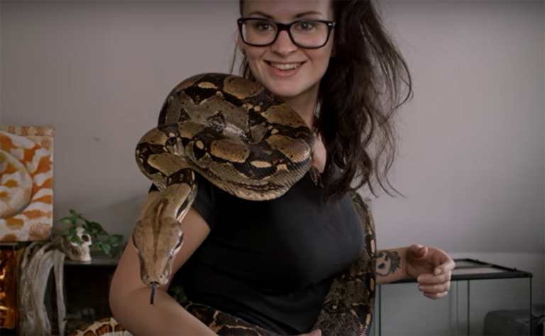 Boa Constrictor Care Guide for Beginners - ReptileProfy