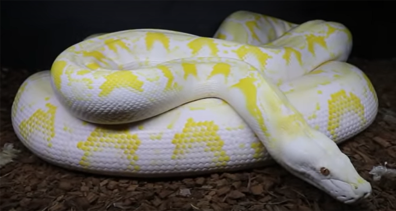 Boa Constrictor Care Guide for Beginners - ReptileProfy