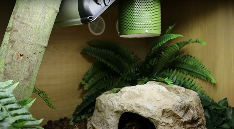 Boa Constrictor Care Guide for Beginners - ReptileProfy