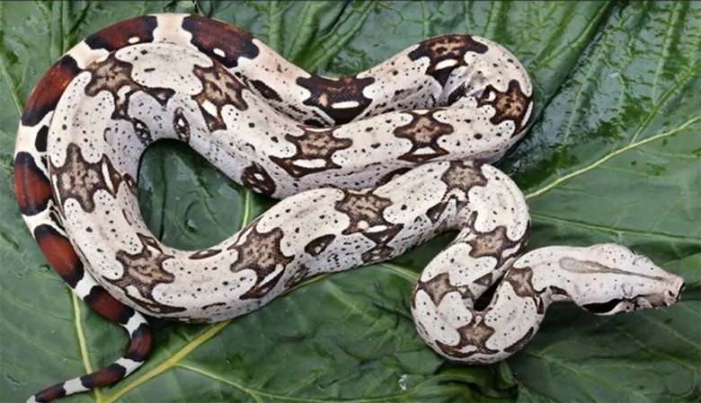 Boa Constrictor Care Guide for Beginners - ReptileProfy