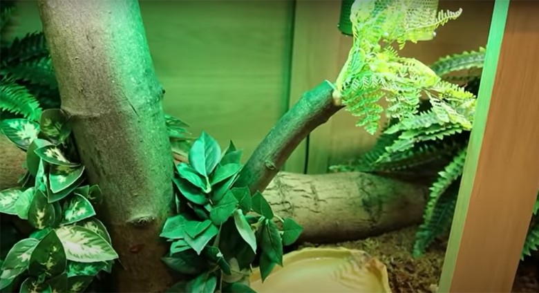 Boa Constrictor Care Guide for Beginners - ReptileProfy