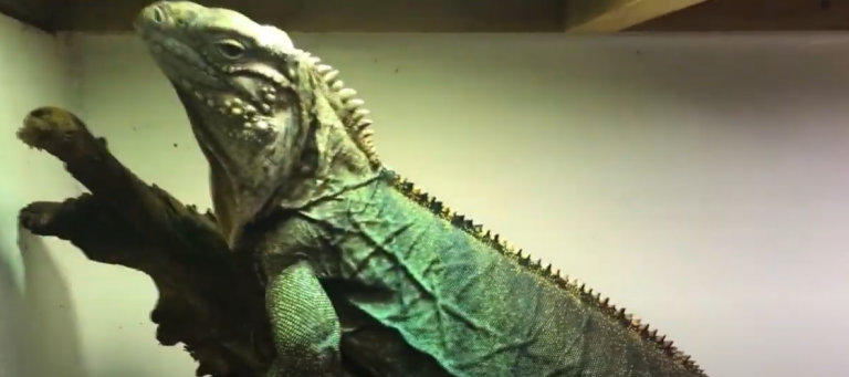 Do Lizards Lay Eggs? - ReptileProfy