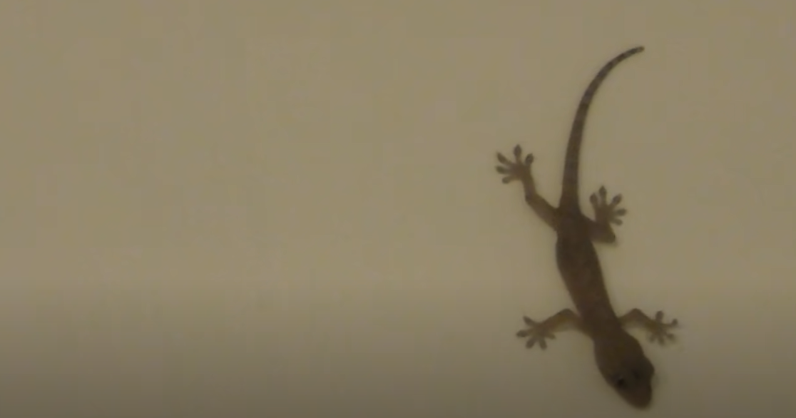 What Lizards Change Colors?- ReptileProfy