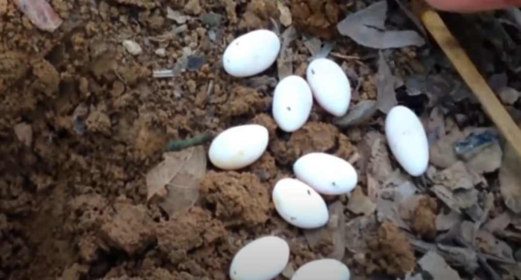 Do Lizards Lay Eggs? - ReptileProfy