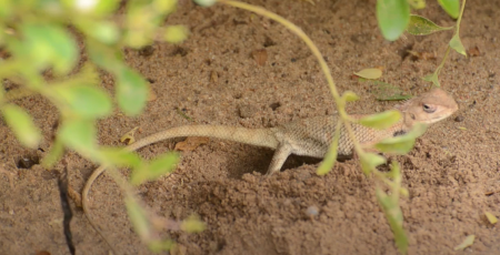 Do Lizards Lay Eggs? - ReptileProfy