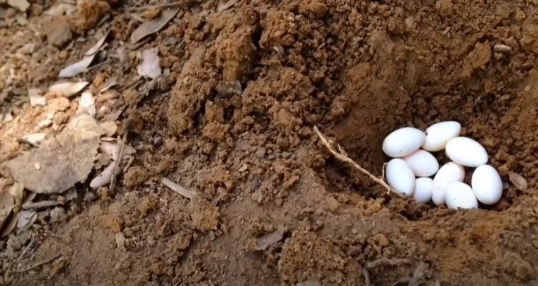 Do Lizards Lay Eggs? - ReptileProfy