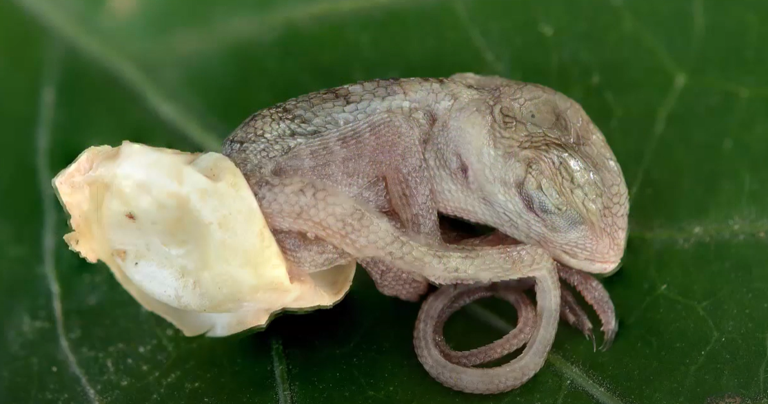 Do Lizards Lay Eggs? - ReptileProfy