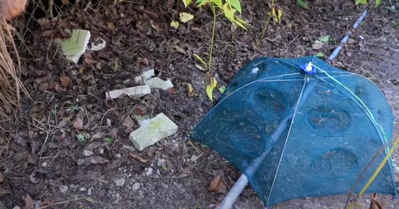 How to Catch a Lizard Without Killing It? - ReptileProfy