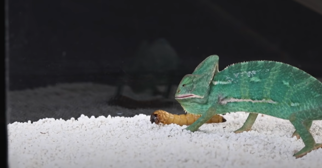 What Lizards Change Colors?- ReptileProfy