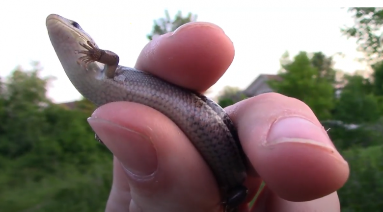 What Do Baby Lizards Eat? - ReptileProfy