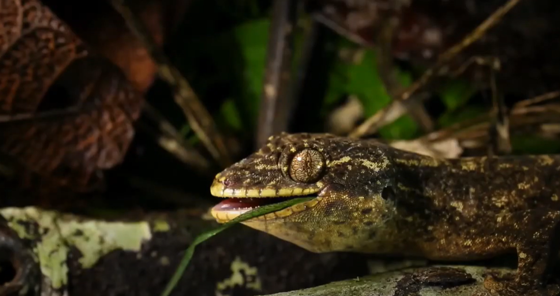 What Do Baby Lizards Eat? - ReptileProfy