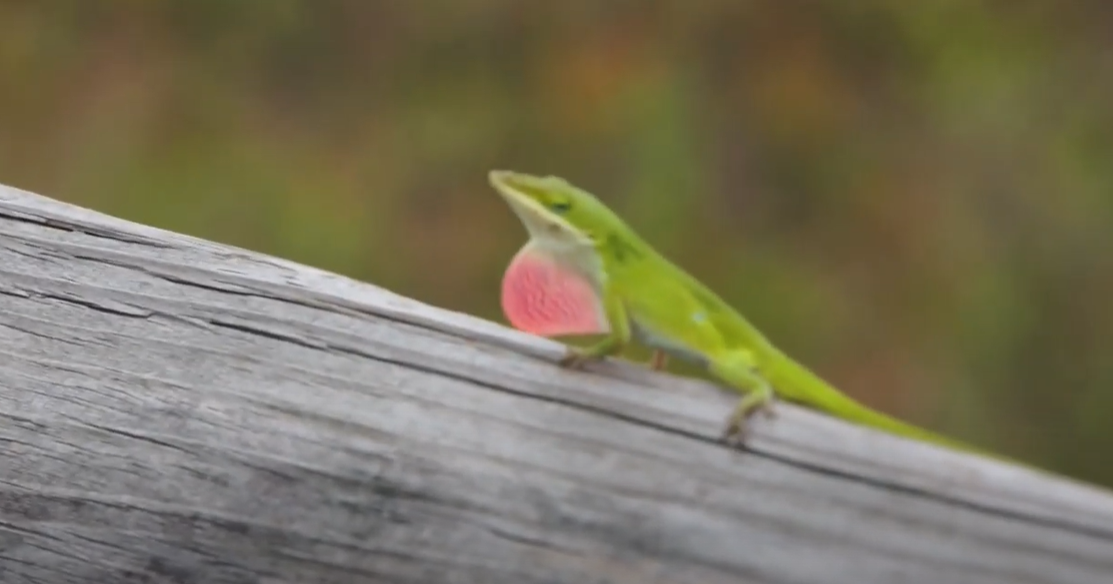 What Sound Does a Lizard Make? - ReptileProfy