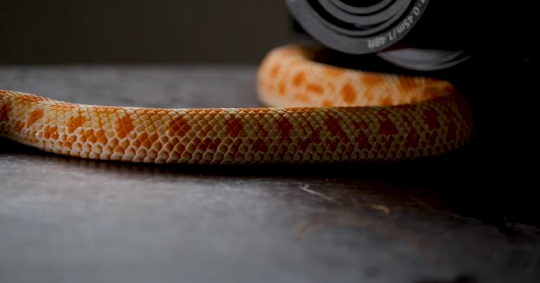 How to Become a Reptile Breeder?- ReptileProfy