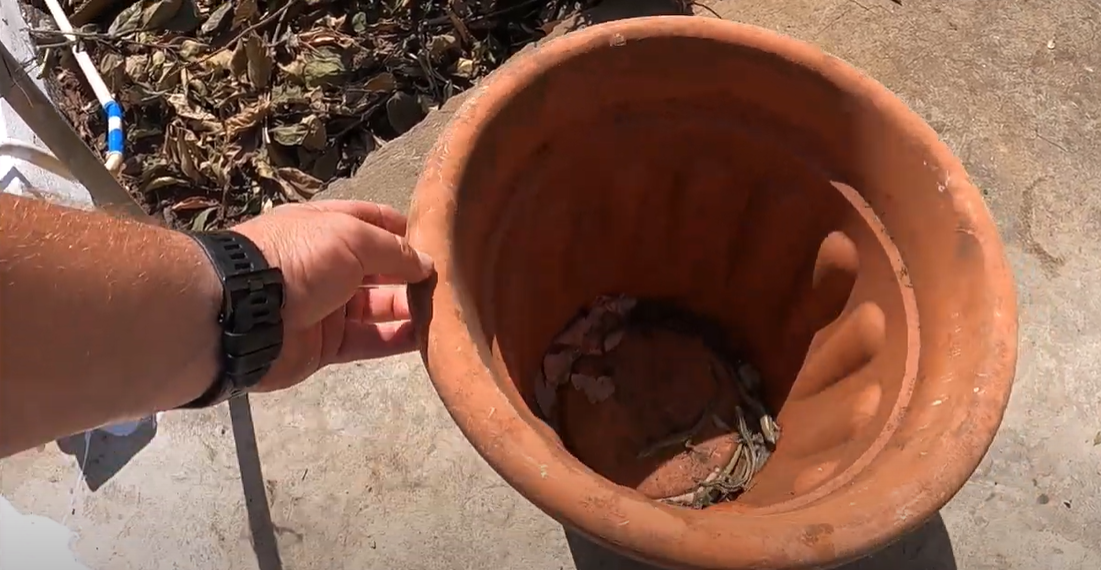 How to Catch a Wild Lizard? - ReptileProfy