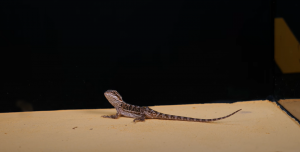 What Sound Does a Lizard Make? - ReptileProfy
