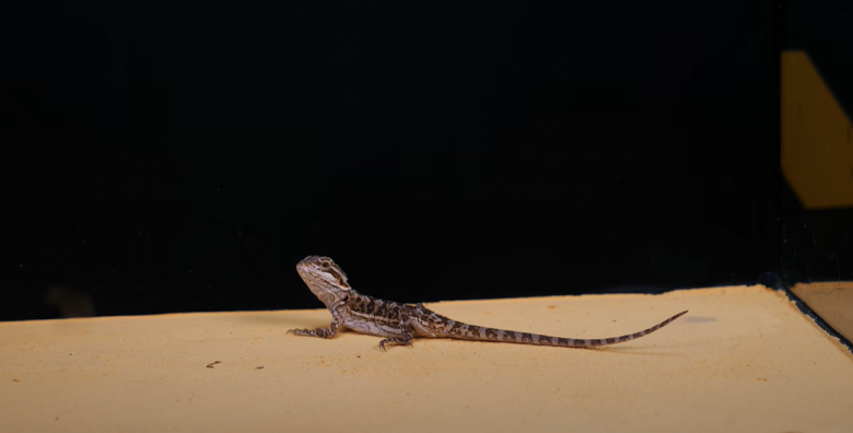 What Sound Does a Lizard Make? - ReptileProfy
