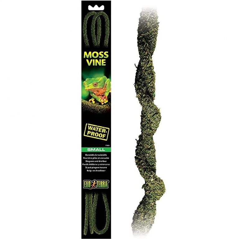 Top 5 Best Moss for Leopard Gecko in October 2025 - ReptileProfy