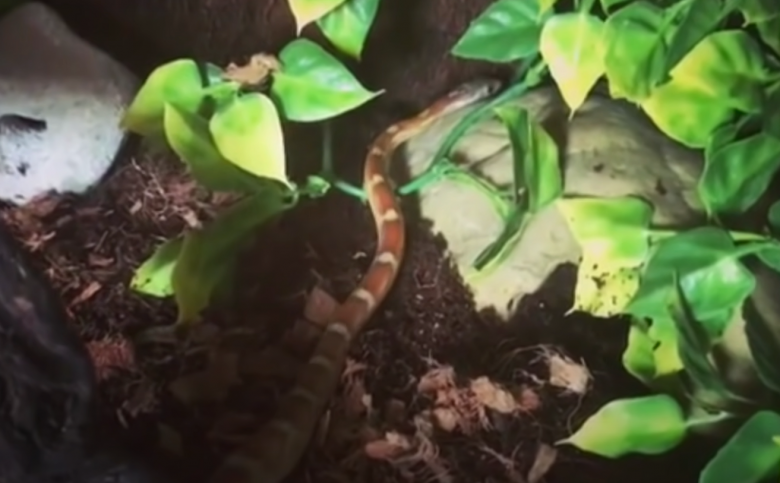 Top 5 Best Humidifiers for Ball Pythons in October 2023 - ReptileProfy