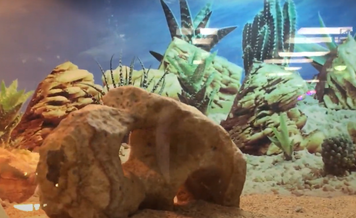 Top 5 Best Moss for Leopard Gecko in October 2025 - ReptileProfy