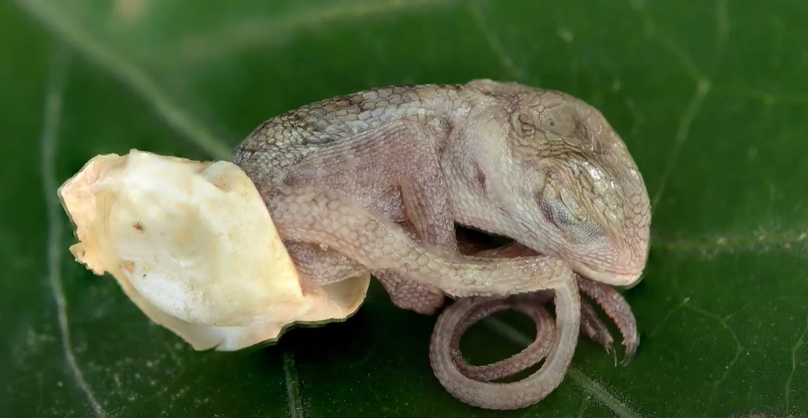 How Long Do Lizards Live? - ReptileProfy