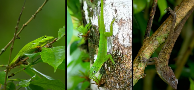 How Long Do Lizards Live? - ReptileProfy