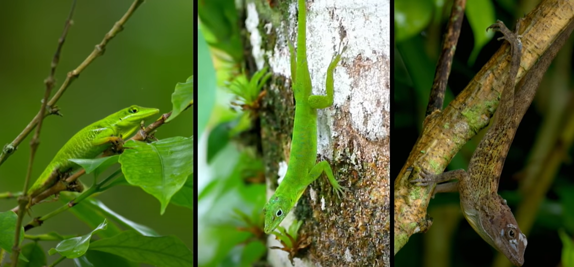 How Long Do Lizards Live? - ReptileProfy