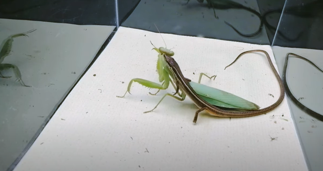 Praying Mantis vs. Lizard: What’s the Difference? - ReptileProfy