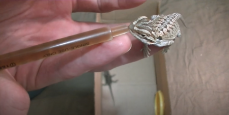 Lizard Not Moving But Breathing: What to Do? - ReptileProfy