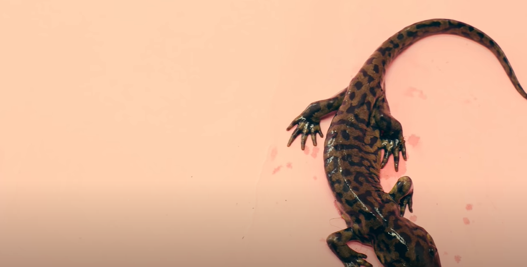 Salamander vs. Lizard: What’s the Difference? - ReptileProfy