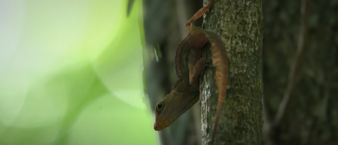 How Long Do Lizards Live? - ReptileProfy